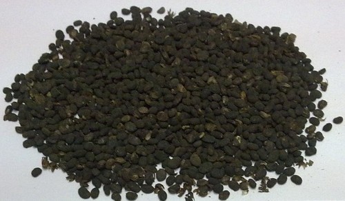 Babchi Essential Oil | Moksha Lifestyle Products