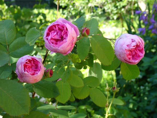 Rose Centifolia Essential Oil | Moksha Lifestyle Products