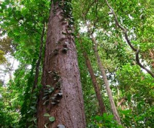 Gurjun Essential Oil | Moksha Lifestyle Products