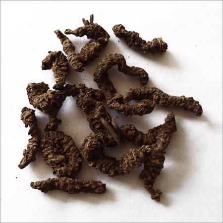 Sugandha Bala Essential Oil | Moksha Lifestyle Products