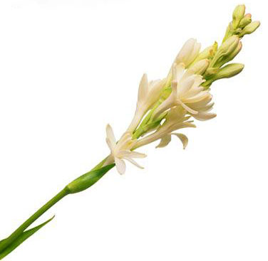 Tuberose Absolute | Moksha Lifestyle Products